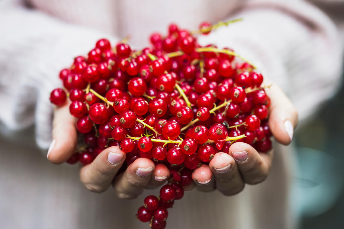 11 Redenen om Rood Fruit te Eten | Keto.nl